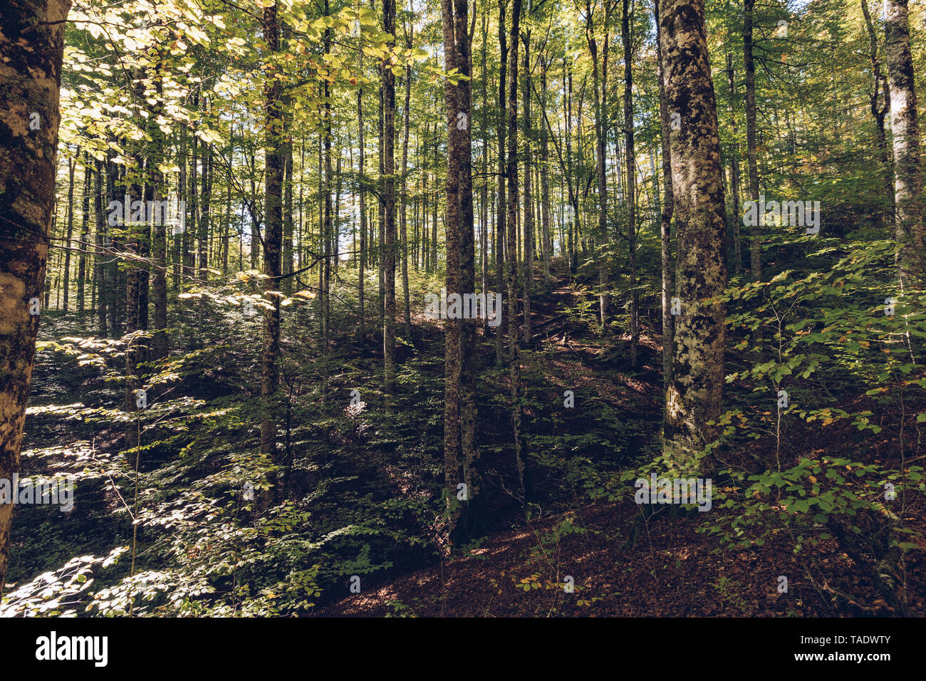 Foresta del nord della spagna immagini e fotografie stock ad alta ...