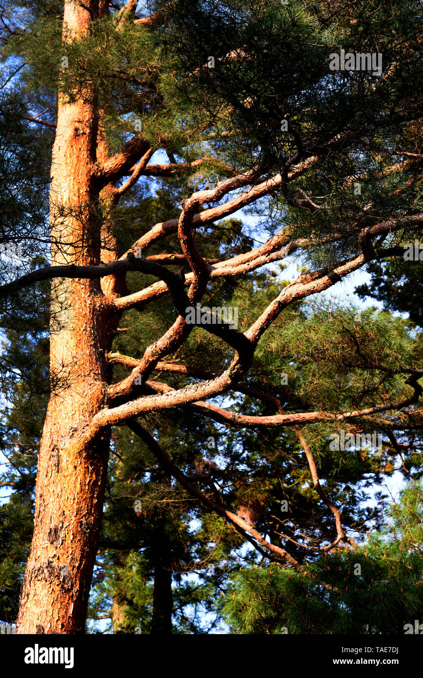 Il pino del giappone immagini e fotografie stock ad alta risoluzione ...