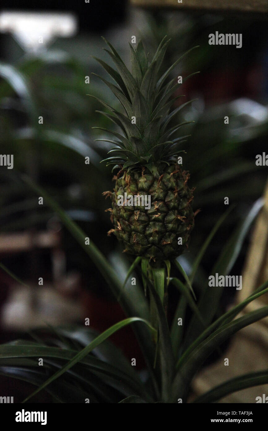 Mini ananas immagini e fotografie stock ad alta risoluzione - Alamy