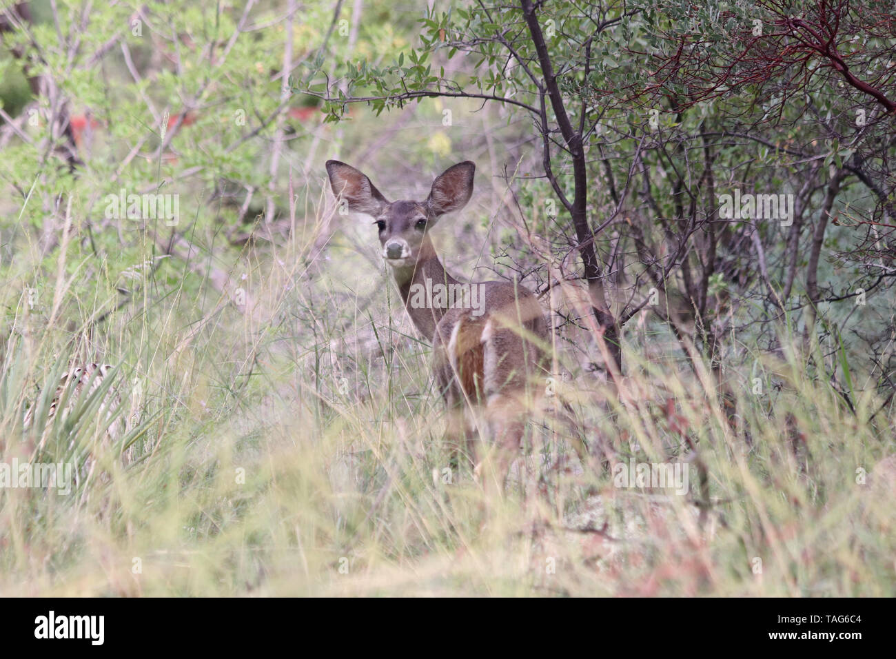 Cervo mulo femmina odocoileus hemionus immagini e fotografie stock ad ...
