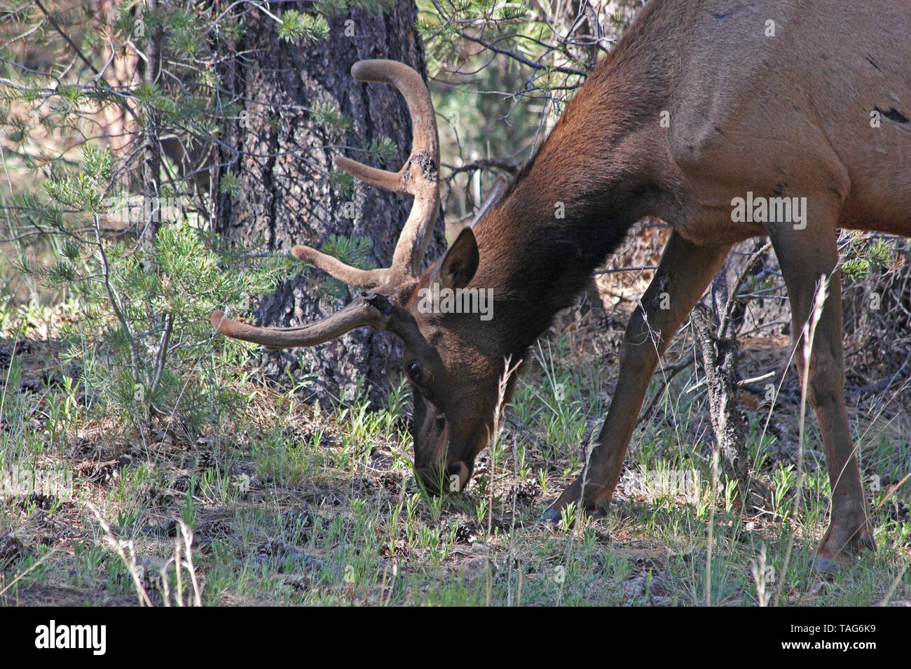Cervo canadensis immagini e fotografie stock ad alta risoluzione - Alamy