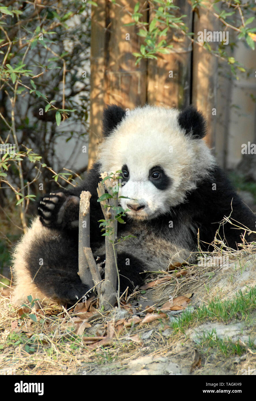 Panda cub a Chengdu Panda riserva (Chengdu Research Base del Panda ...