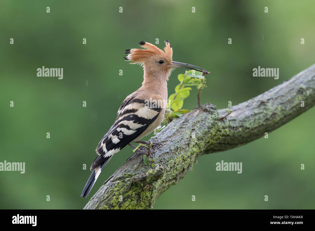 Upupa foresta pluviale immagini e fotografie stock ad alta risoluzione ...