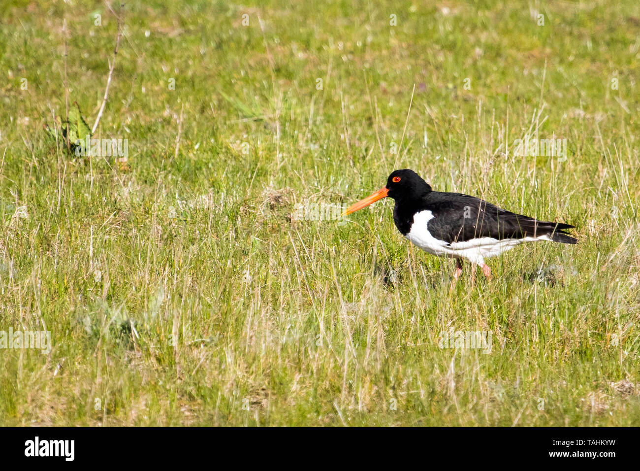 Foto beccaccia di mare immagini e fotografie stock ad alta risoluzione ...