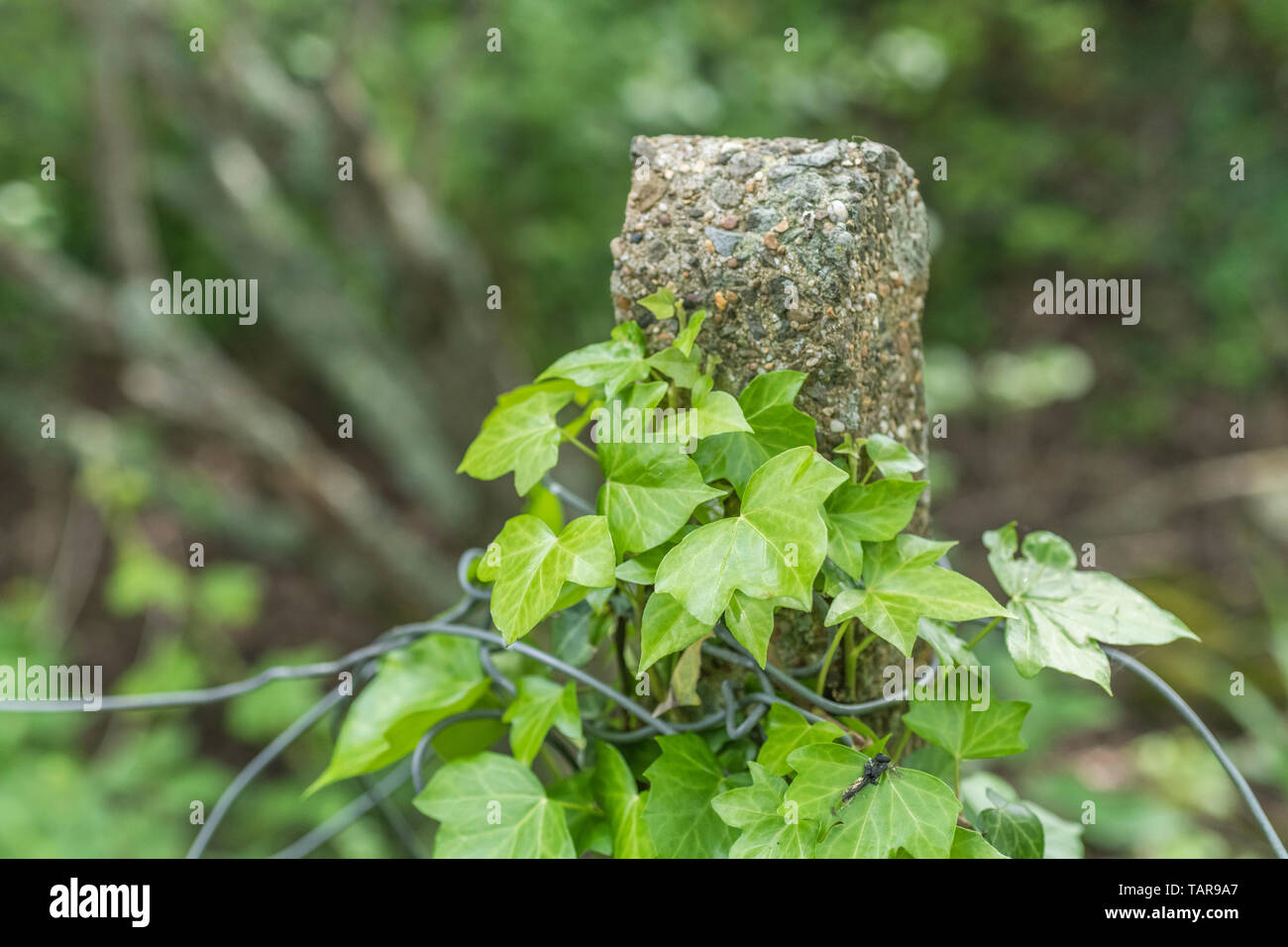 Edera rampicante / Comune Ivy - Hedera helix - crescere intorno a un ...