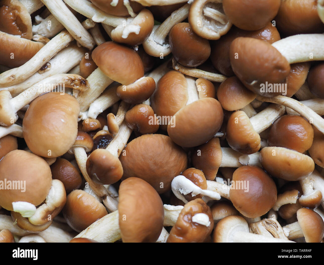 Aegerita cyclocybe (aka fungo di pioppo, di castagno o di funghi ...