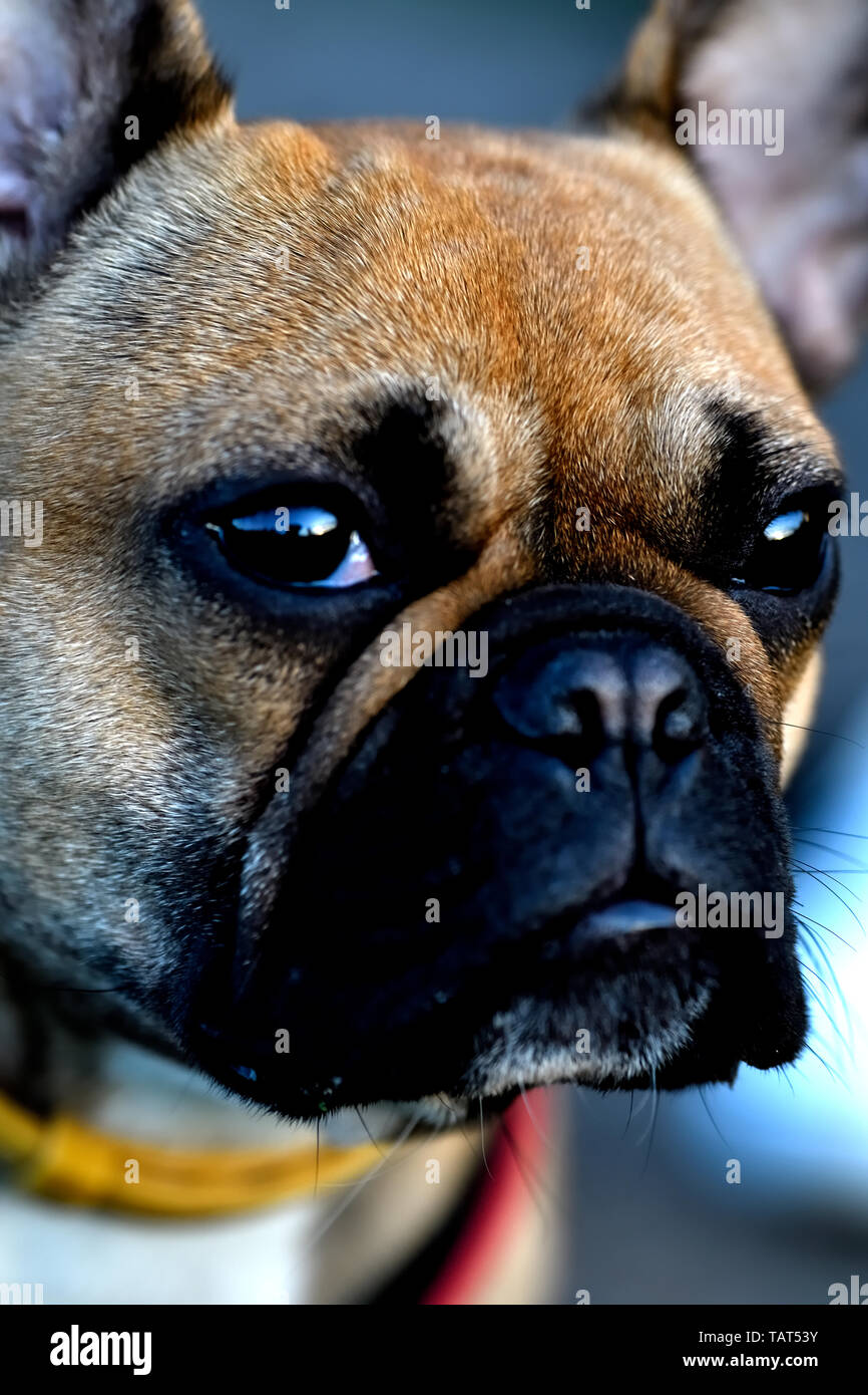 Cane grosso naso nero immagini e fotografie stock ad alta risoluzione ...