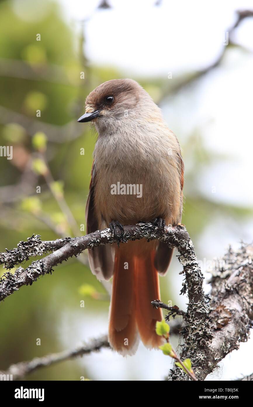 Siberian jay perisoreus infaustus adulto immagini e fotografie stock ad ...