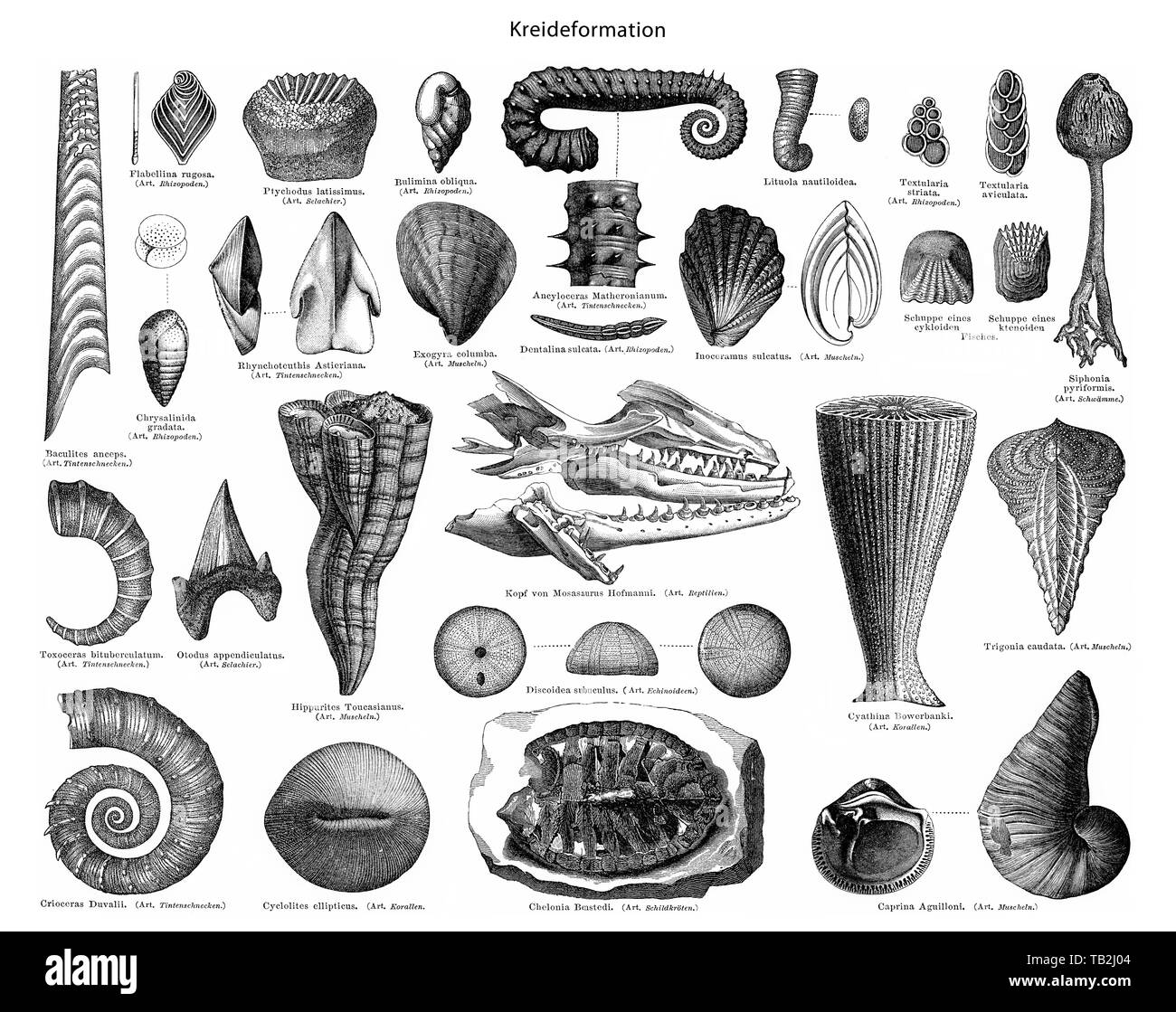 I fossili di crostacei, coralli, vongole, lumache, e protozoi dal ...