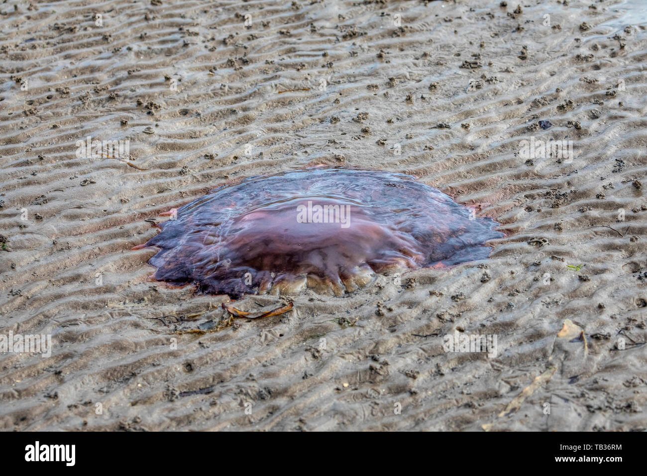 Puntura di meduse immagini e fotografie stock ad alta risoluzione - Alamy