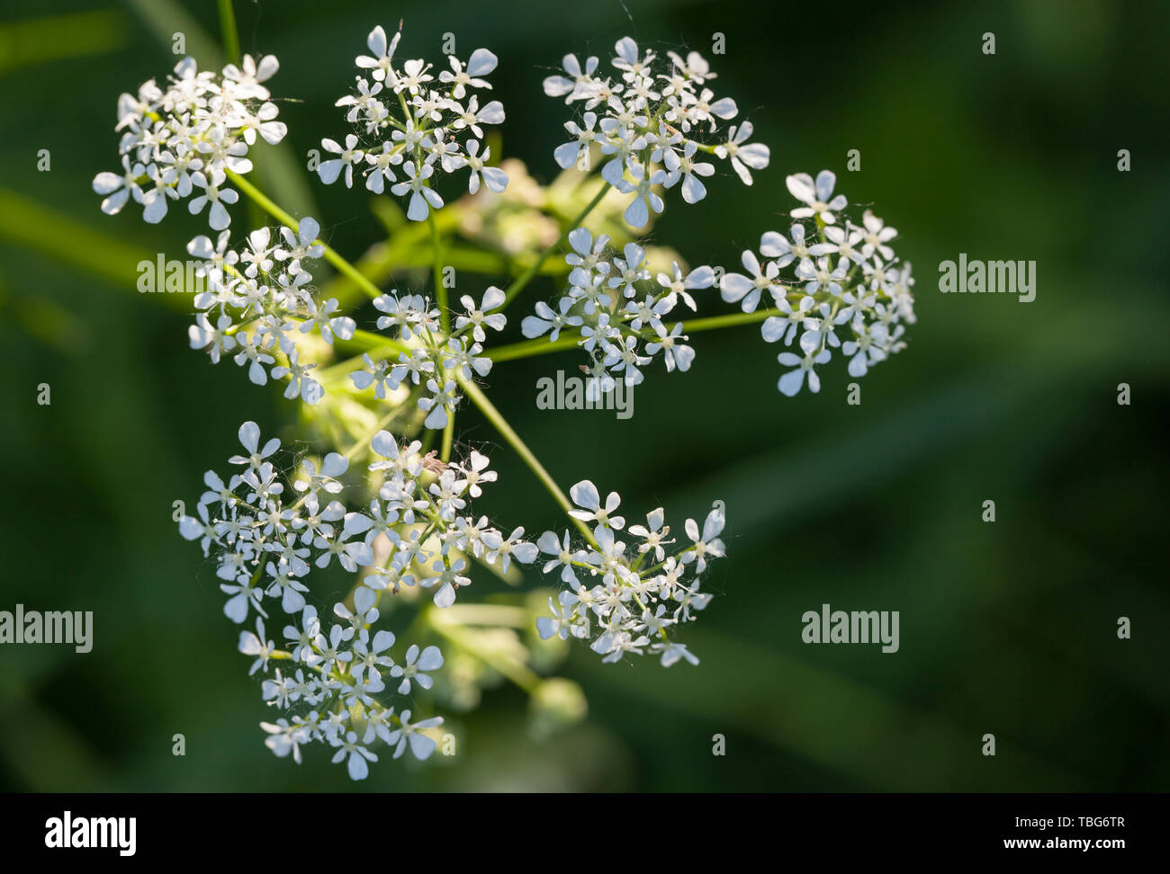 Foglie di anthriscus sylvestris immagini e fotografie stock ad alta ...
