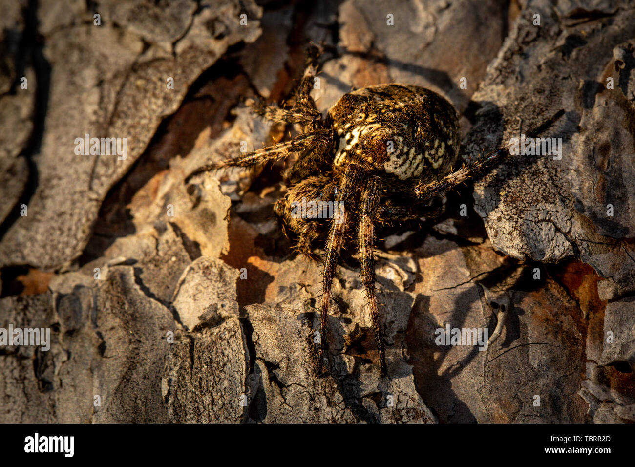 Diagramma a ragno immagini e fotografie stock ad alta risoluzione - Alamy