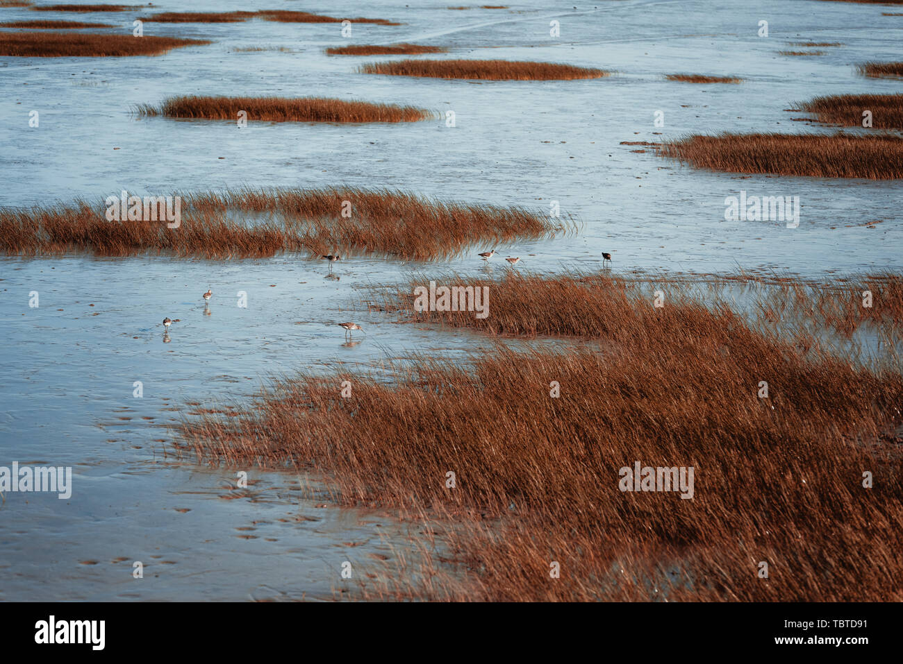 Spiaggia di dongtan immagini e fotografie stock ad alta risoluzione - Alamy