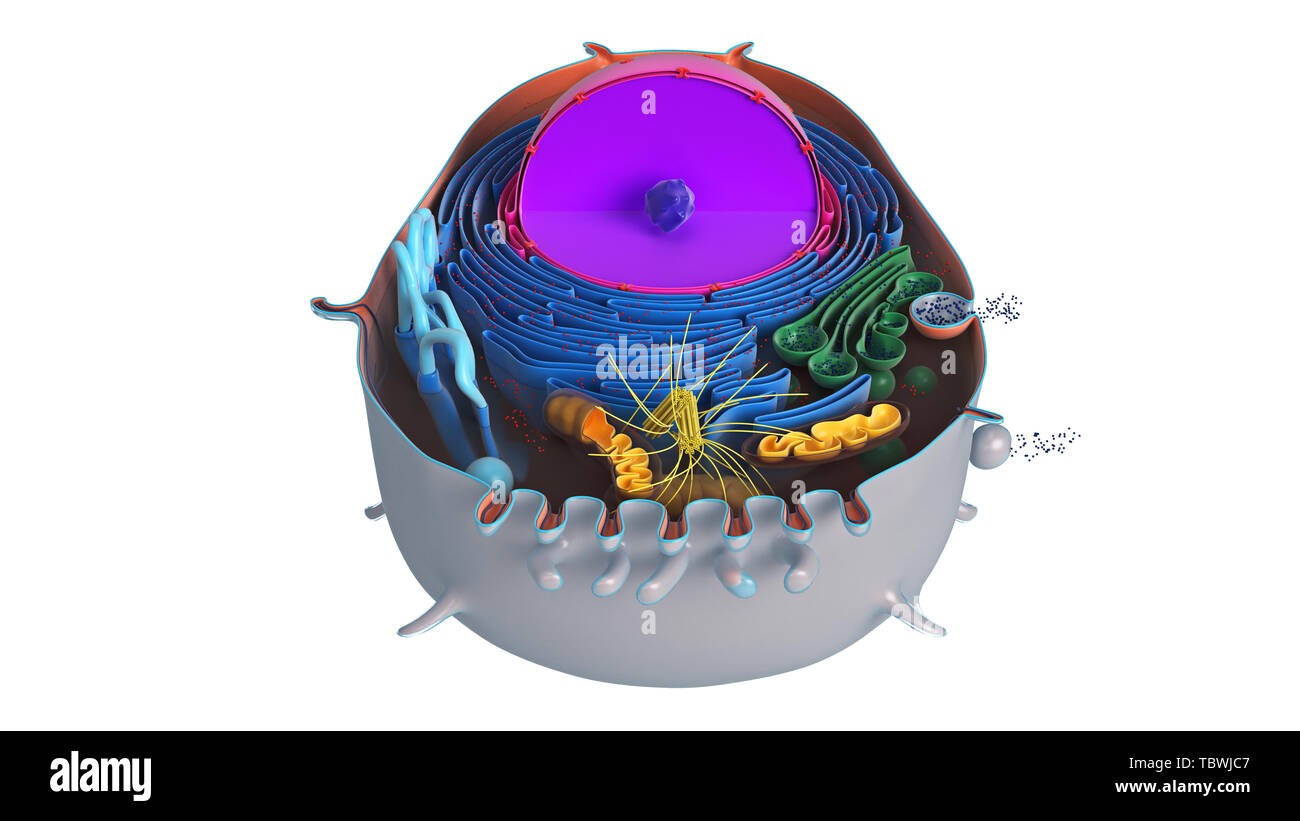 Cellula animale immagini e fotografie stock ad alta risoluzione - Alamy