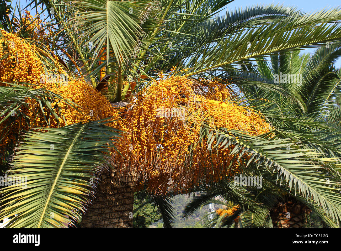 Palma da dattero e palma da olio immagini e fotografie stock ad alta ...
