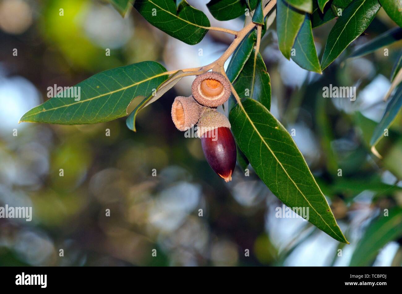 Quercus ilex leaf immagini e fotografie stock ad alta risoluzione - Alamy