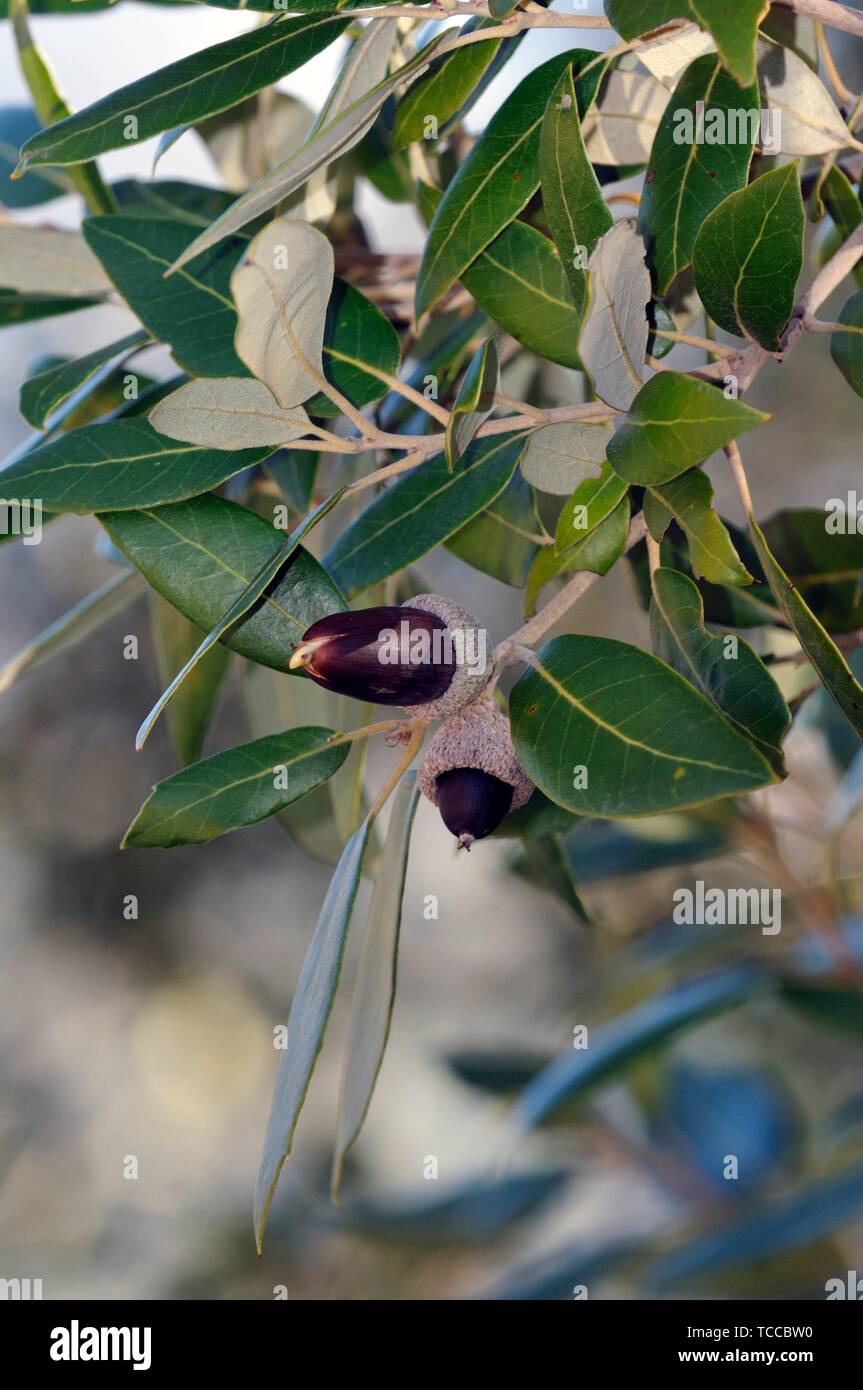 Quercus ilex leaf immagini e fotografie stock ad alta risoluzione - Alamy