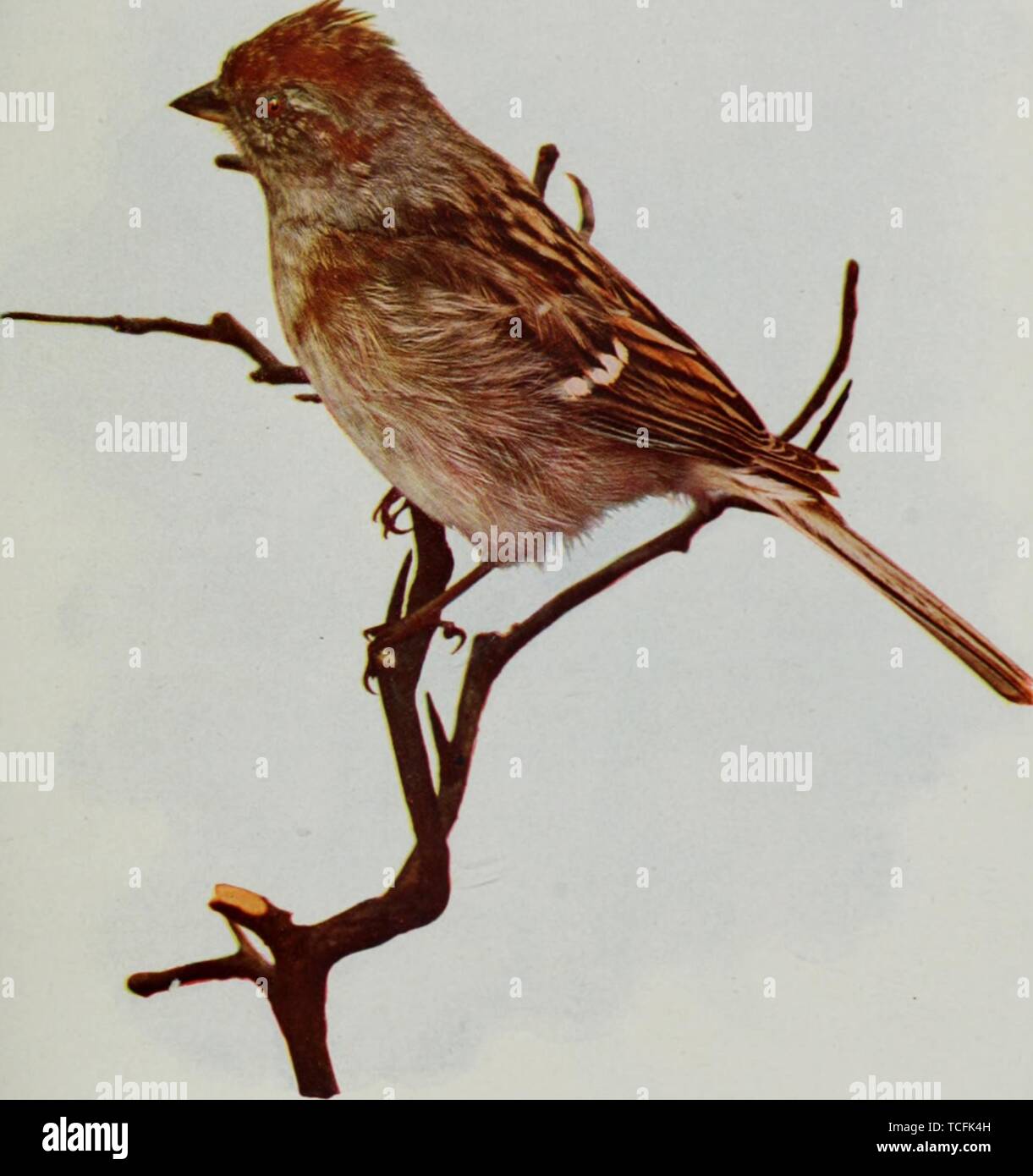 Disegno del passero eurasiatico immagini e fotografie stock ad alta ...