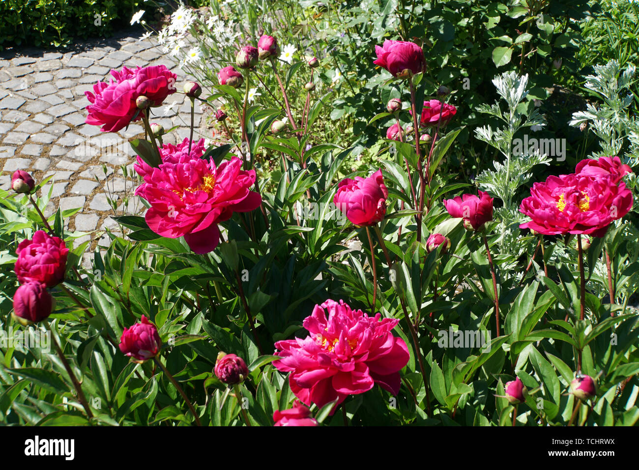 Gemeine pfingstrose immagini e fotografie stock ad alta risoluzione - Alamy