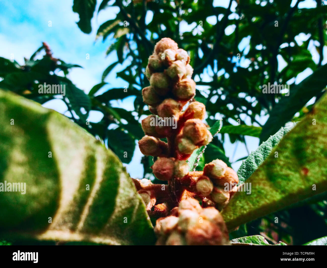 Frutto di nespolo immagini e fotografie stock ad alta risoluzione - Alamy