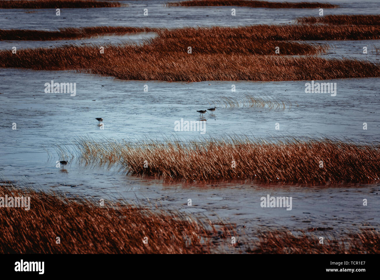 Spiaggia di dongtan immagini e fotografie stock ad alta risoluzione - Alamy