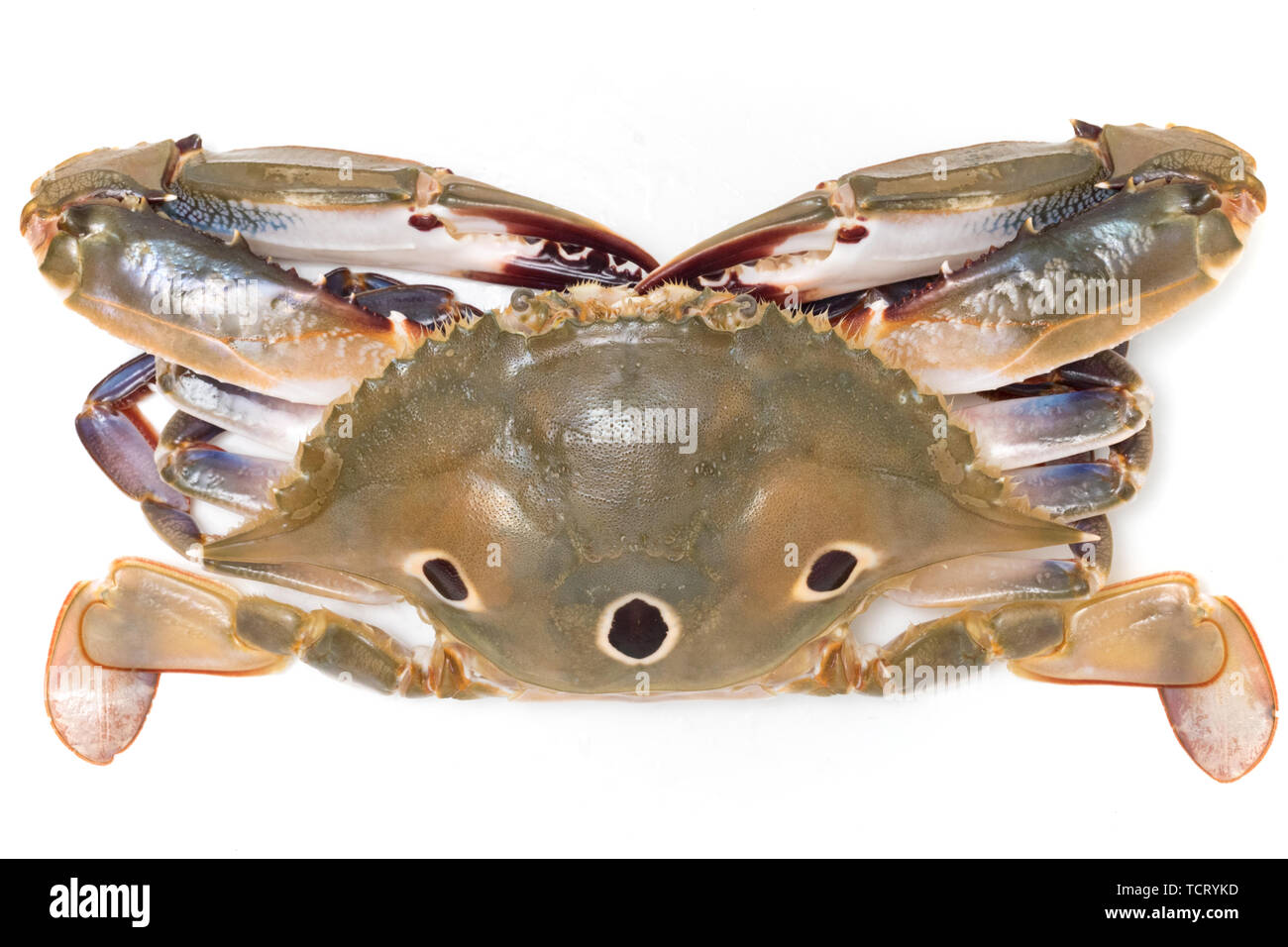 Pesce alla griglia di granchio immagini e fotografie stock ad alta ...