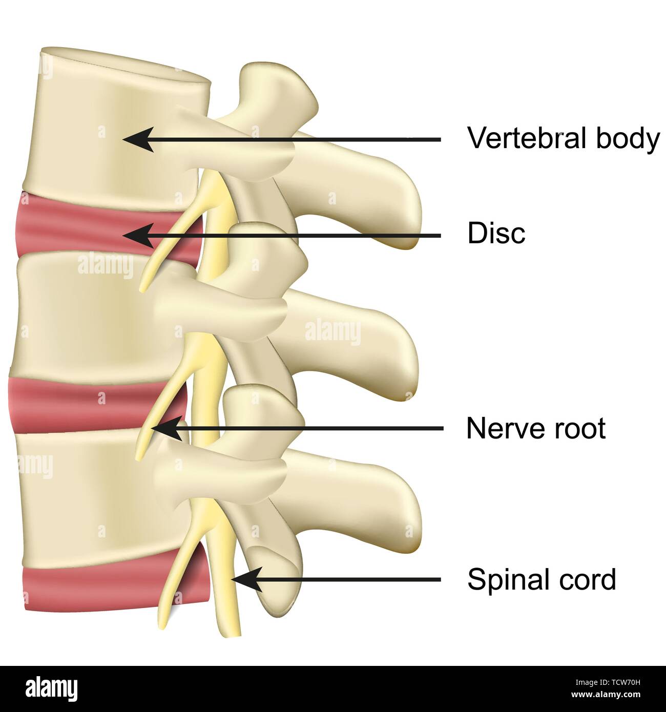 La colonna vertebrale e disco vertebrale anatomia del corpo medico ...