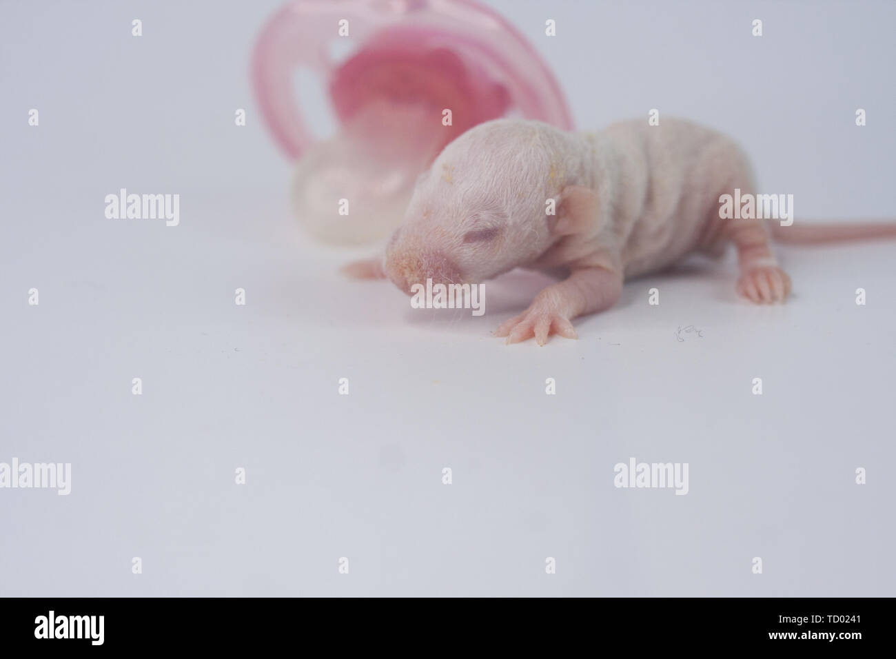 Ratto animale domestico calvo immagini e fotografie stock ad alta ...