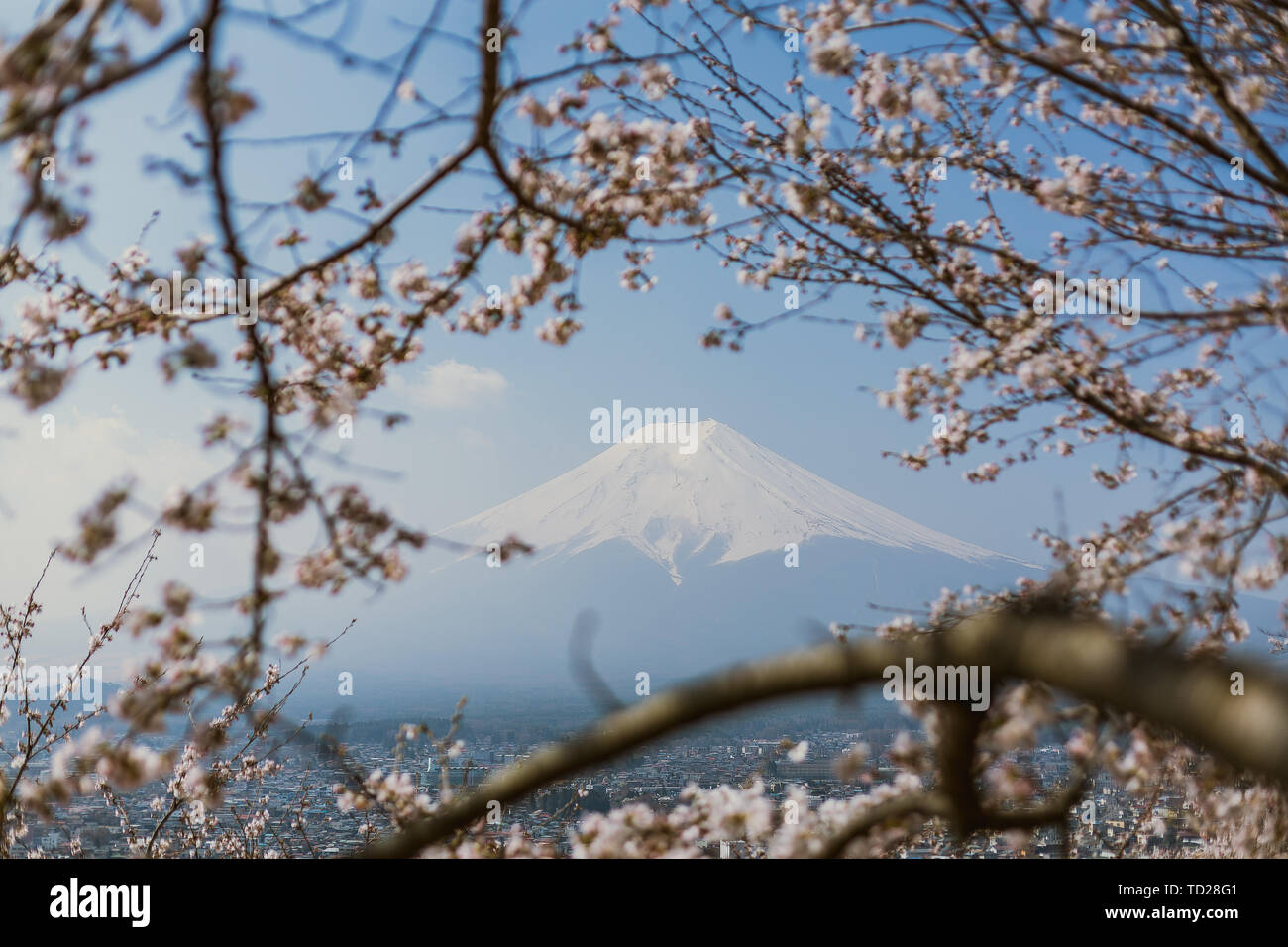 Neve ciliegi monte fuji immagini e fotografie stock ad alta risoluzione - Alamy