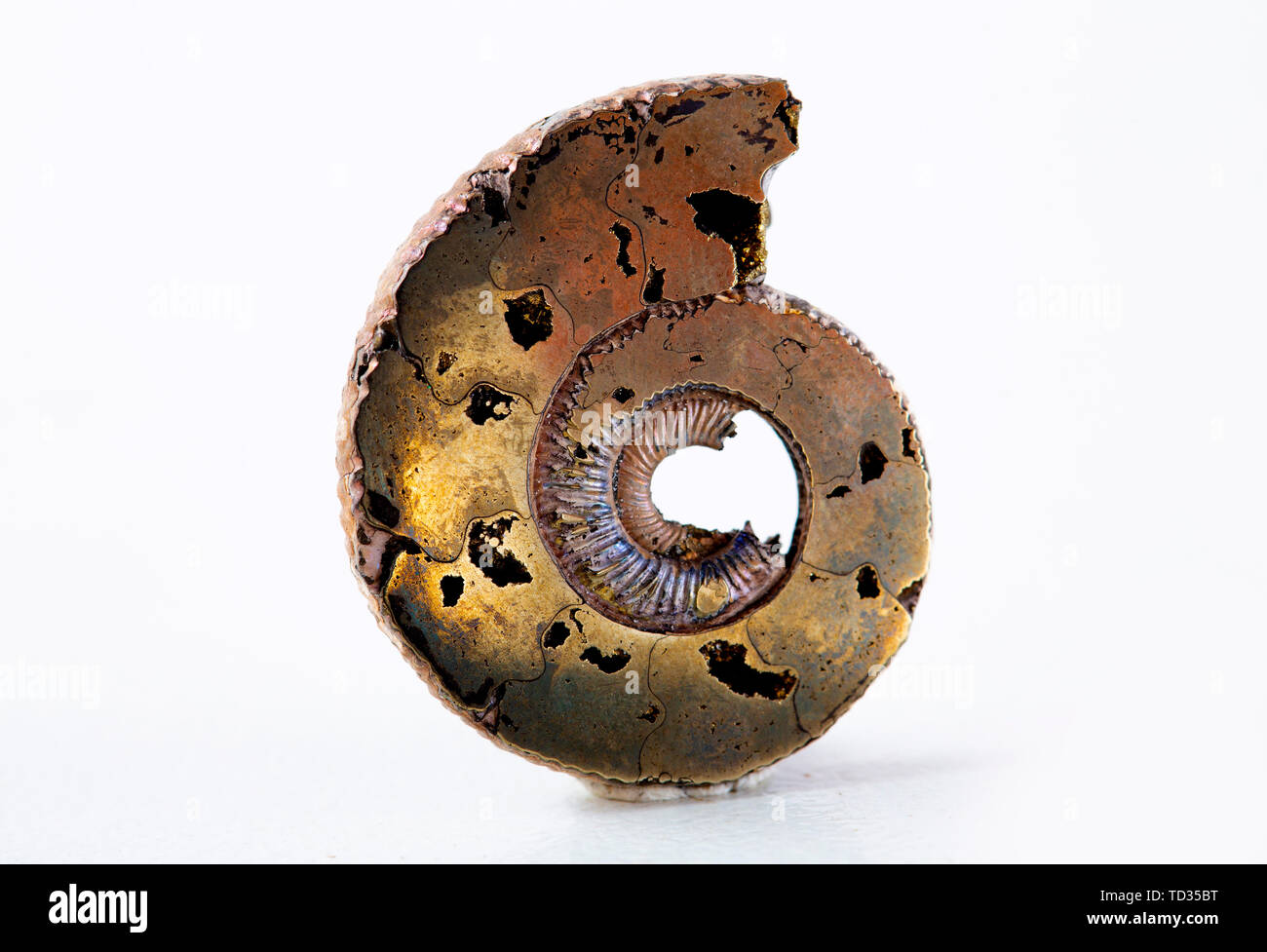 Periodo ordoviciano immagini e fotografie stock ad alta risoluzione - Alamy