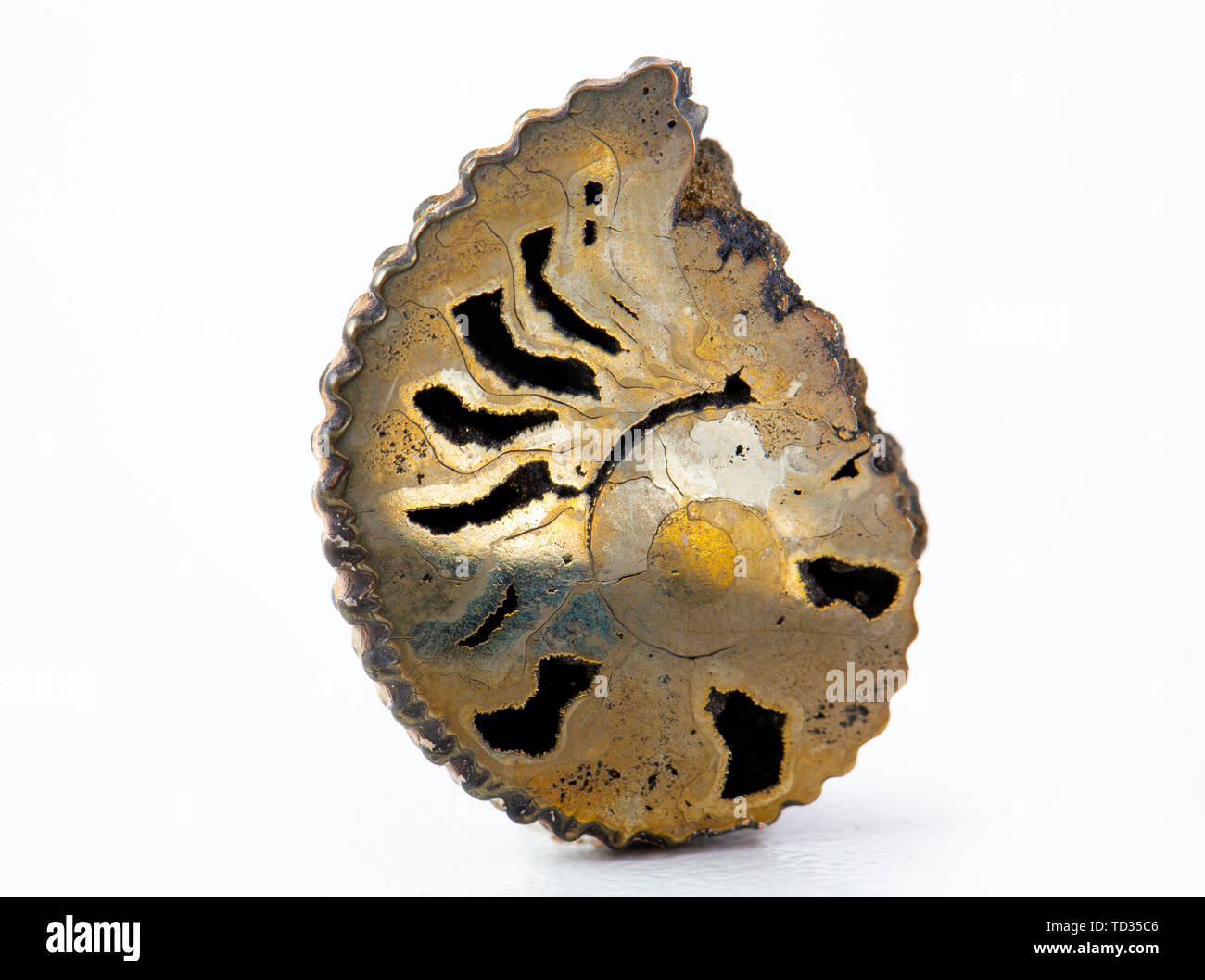 Periodo ordoviciano immagini e fotografie stock ad alta risoluzione - Alamy