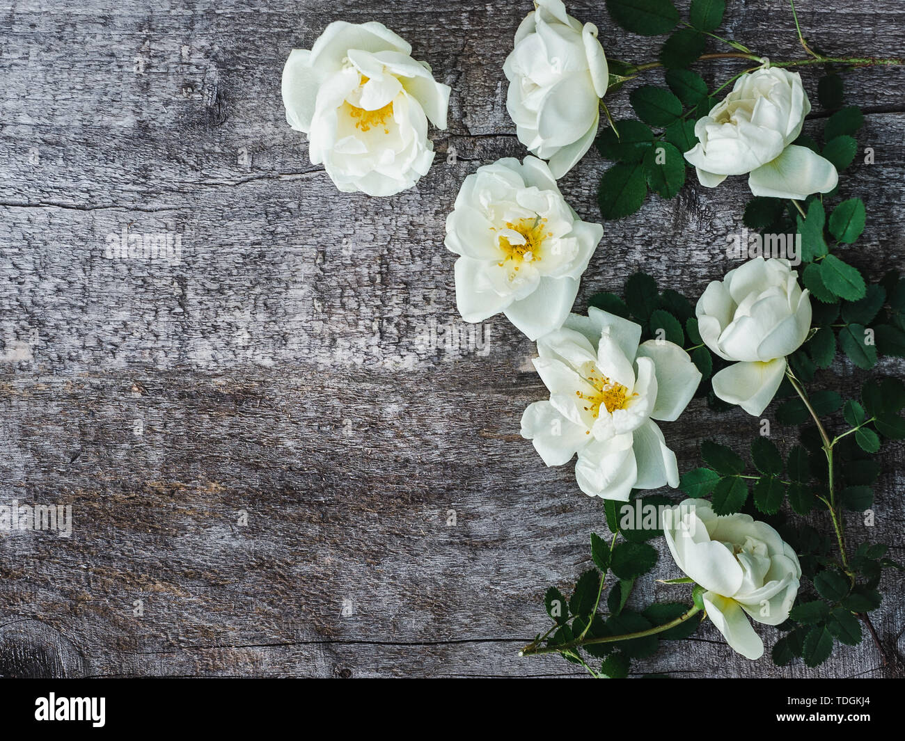 Ramo di Rosa Mosqueta con fiori che sbocciano, giacente su non ...