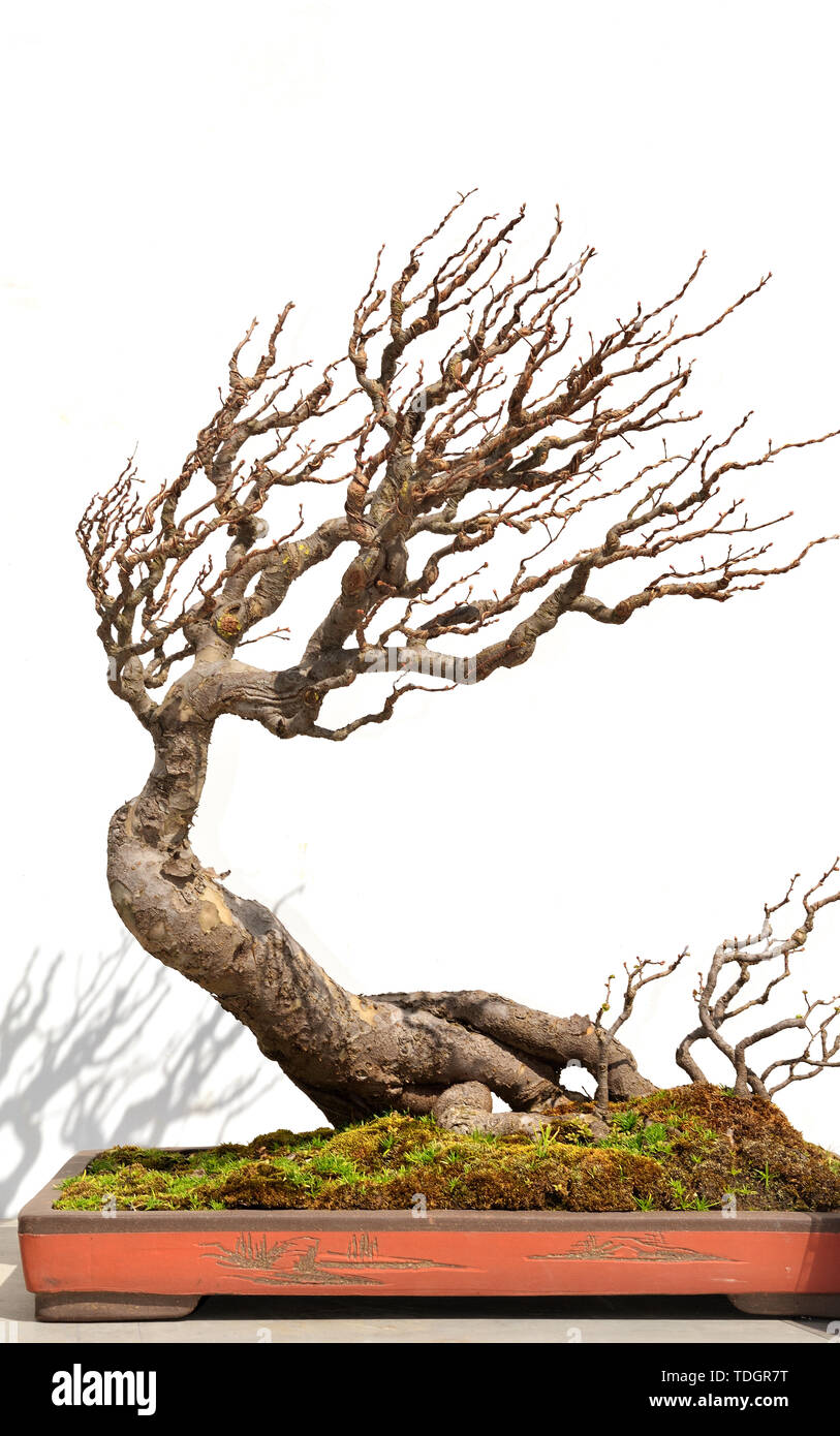Albero dei bonsai morto immagini e fotografie stock ad alta risoluzione ...