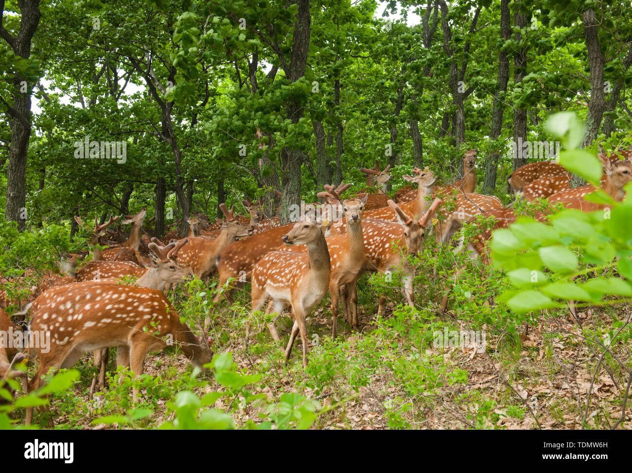 Lago di hingkai immagini e fotografie stock ad alta risoluzione - Alamy