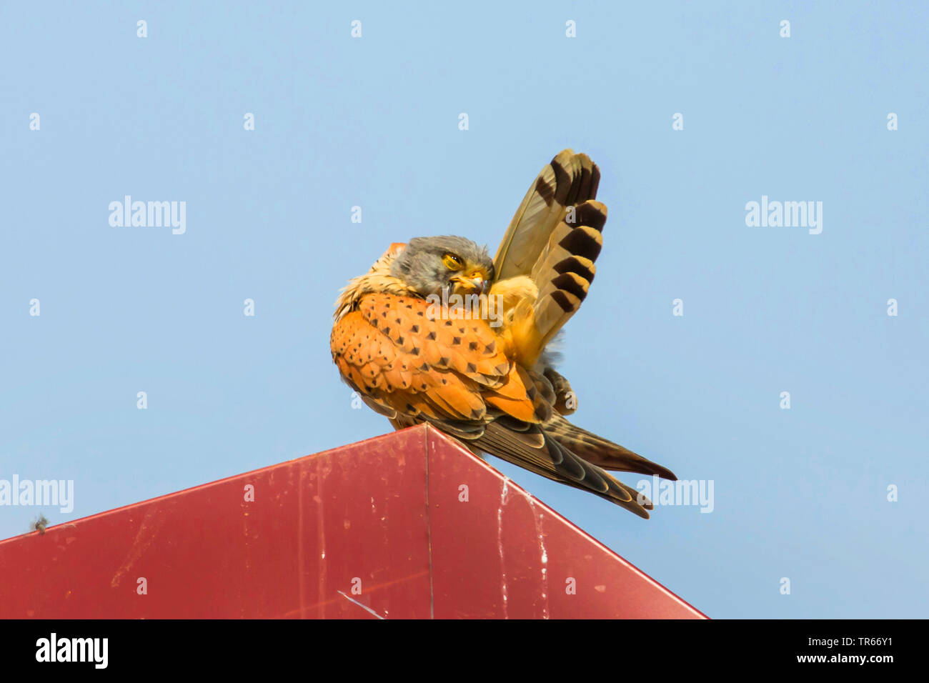 Piume di gheppio immagini e fotografie stock ad alta risoluzione - Alamy