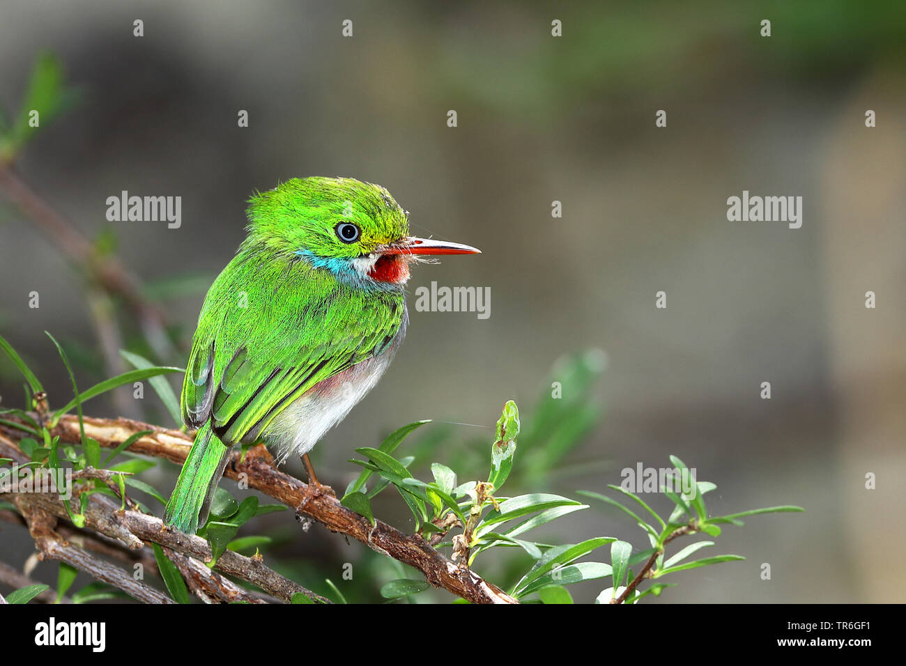 Todus multicolor immagini e fotografie stock ad alta risoluzione - Alamy