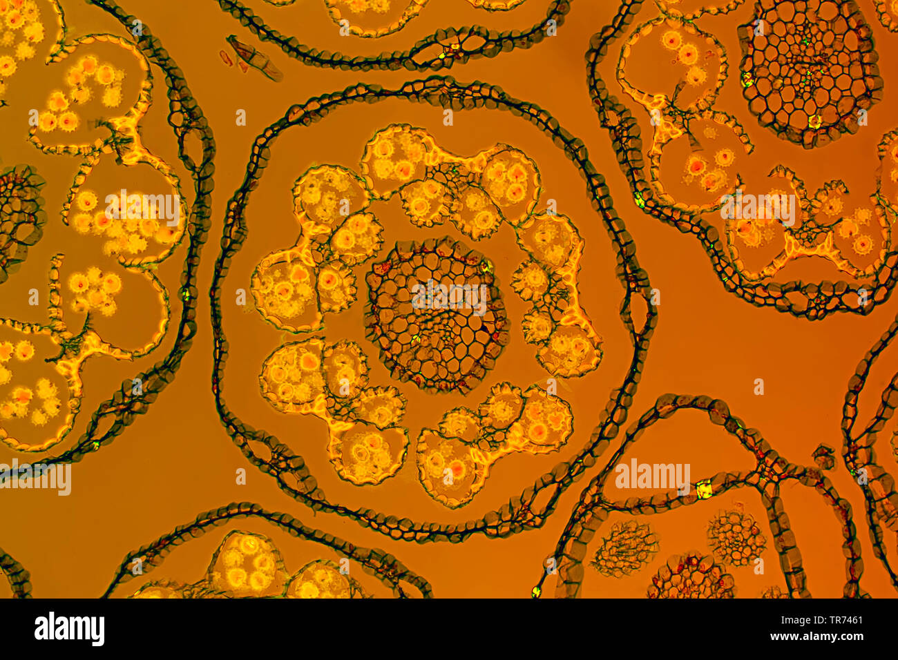 Anatomia microscopica immagini e fotografie stock ad alta risoluzione ...