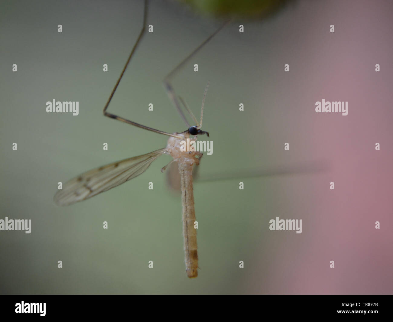 Crane fly tipula oleracea immagini e fotografie stock ad alta ...