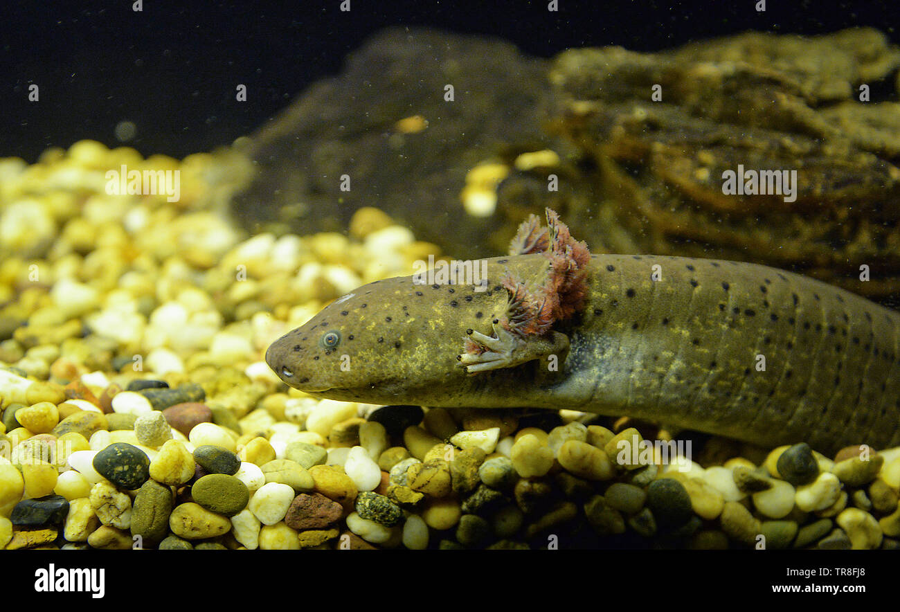 Piscina Axolotl fotografia subacquea di marrone Salamande vita marina ...