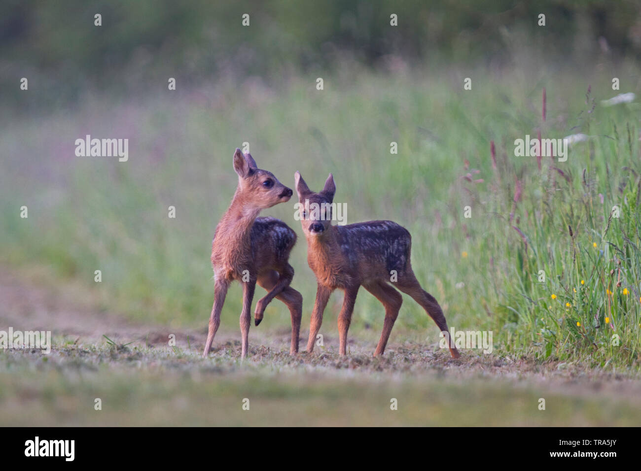 Due gemelli immagini e fotografie stock ad alta risoluzione - Alamy