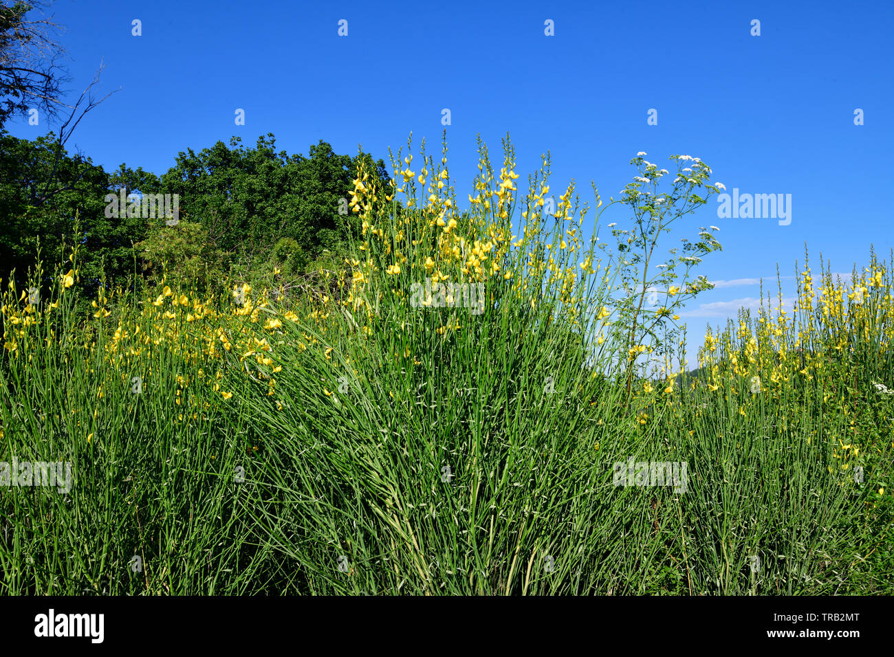 Pianta di senape selvatica immagini e fotografie stock ad alta ...