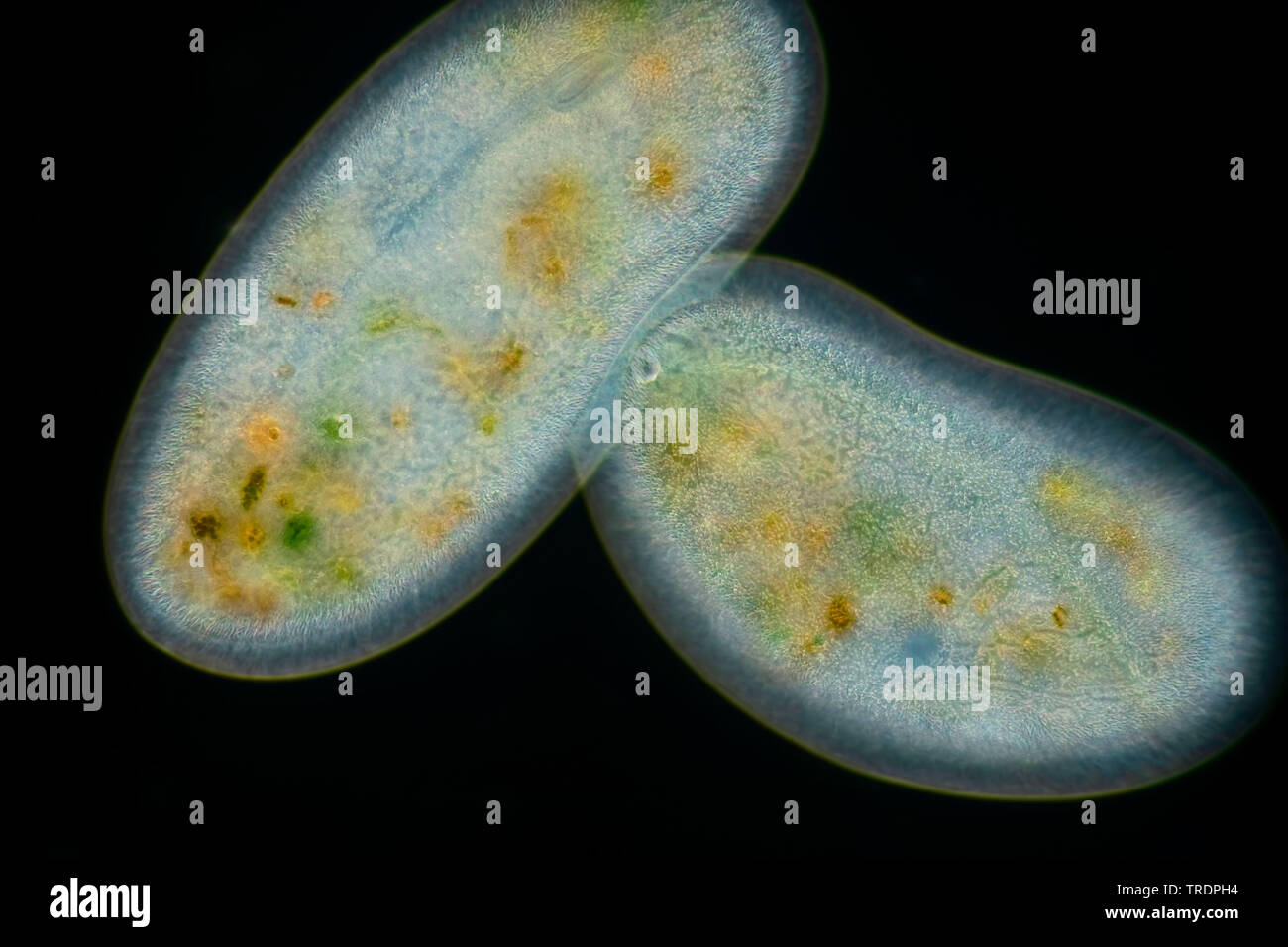 Protozoi ciliati immagini e fotografie stock ad alta risoluzione - Alamy