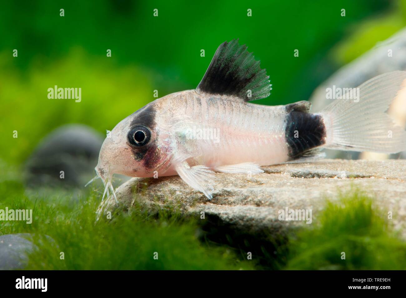 Pesci di fondo immagini e fotografie stock ad alta risoluzione - Alamy