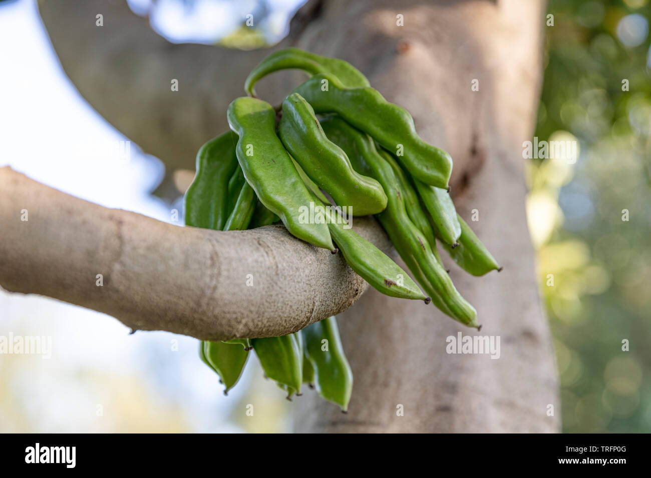 Cespuglio Di Fagioli Immagini e Fotos Stock - Alamy