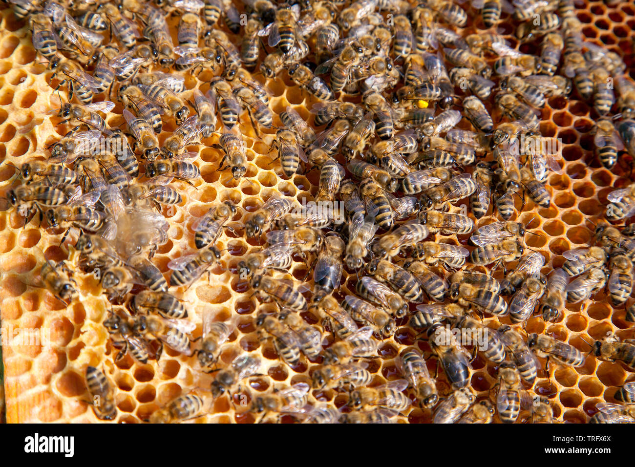 Dentro un alveare immagini e fotografie stock ad alta risoluzione - Alamy