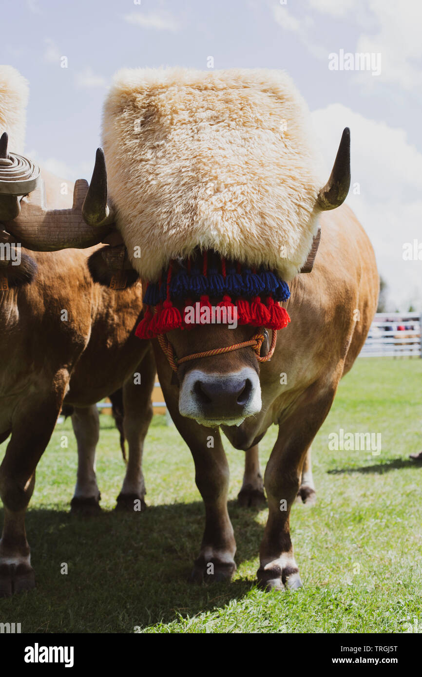 Ritratto di un bue immagini e fotografie stock ad alta risoluzione - Alamy