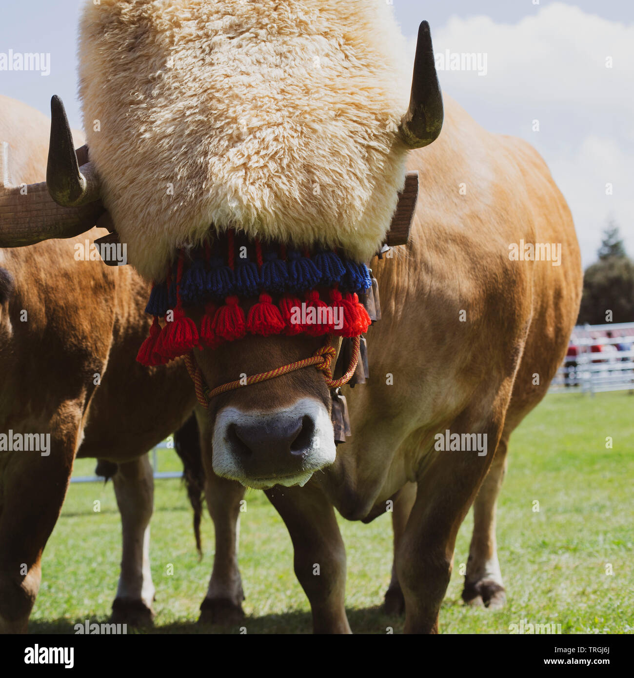 Ritratto di un bue immagini e fotografie stock ad alta risoluzione - Alamy