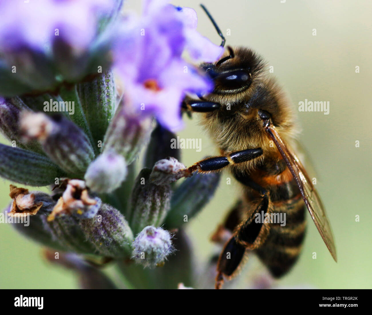 Api insetti volanti strettamente imparentati con le vespe immagini e ...