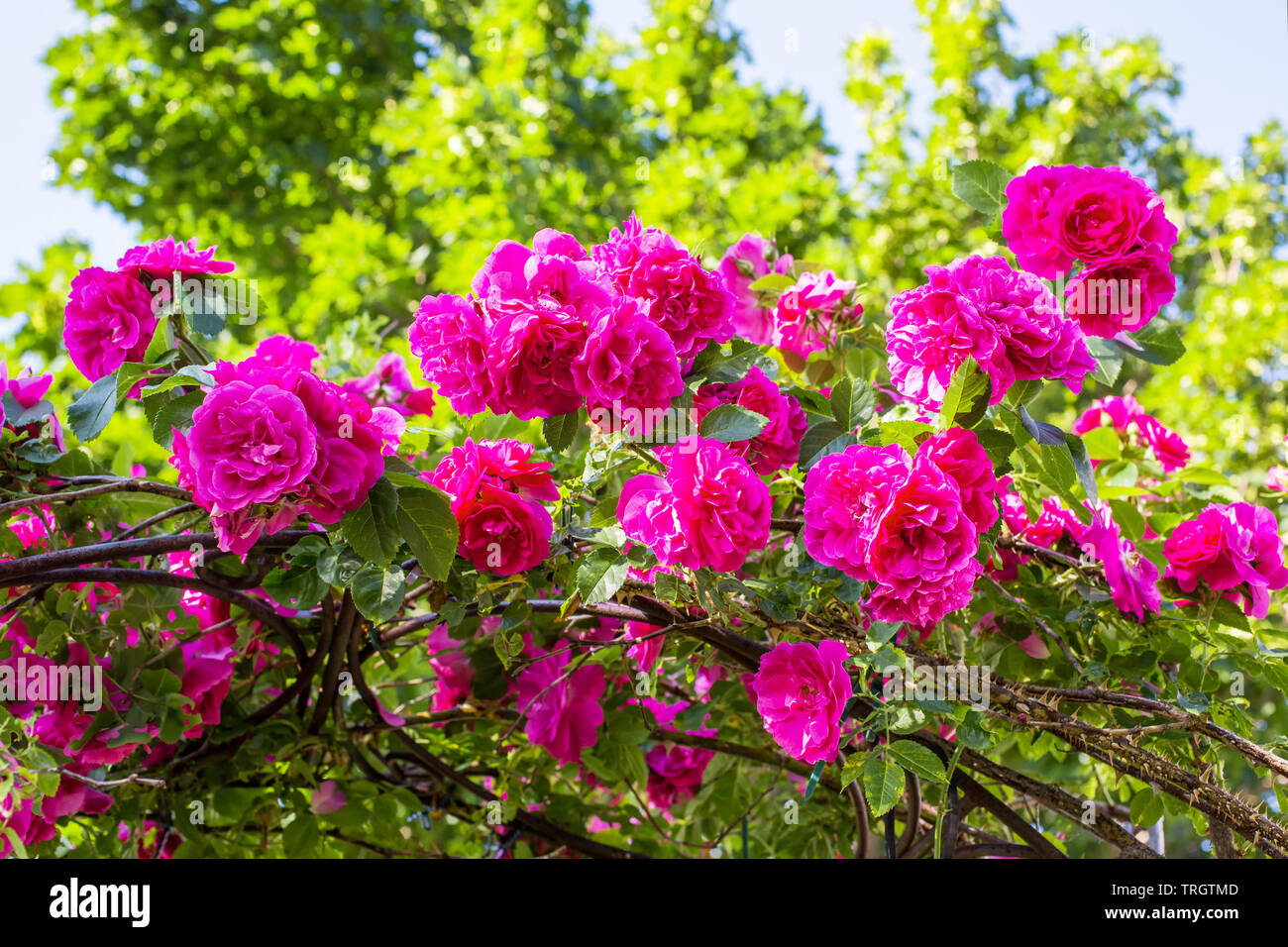 Pergolato in ferro battuto per rose immagini e fotografie stock ad alta ...