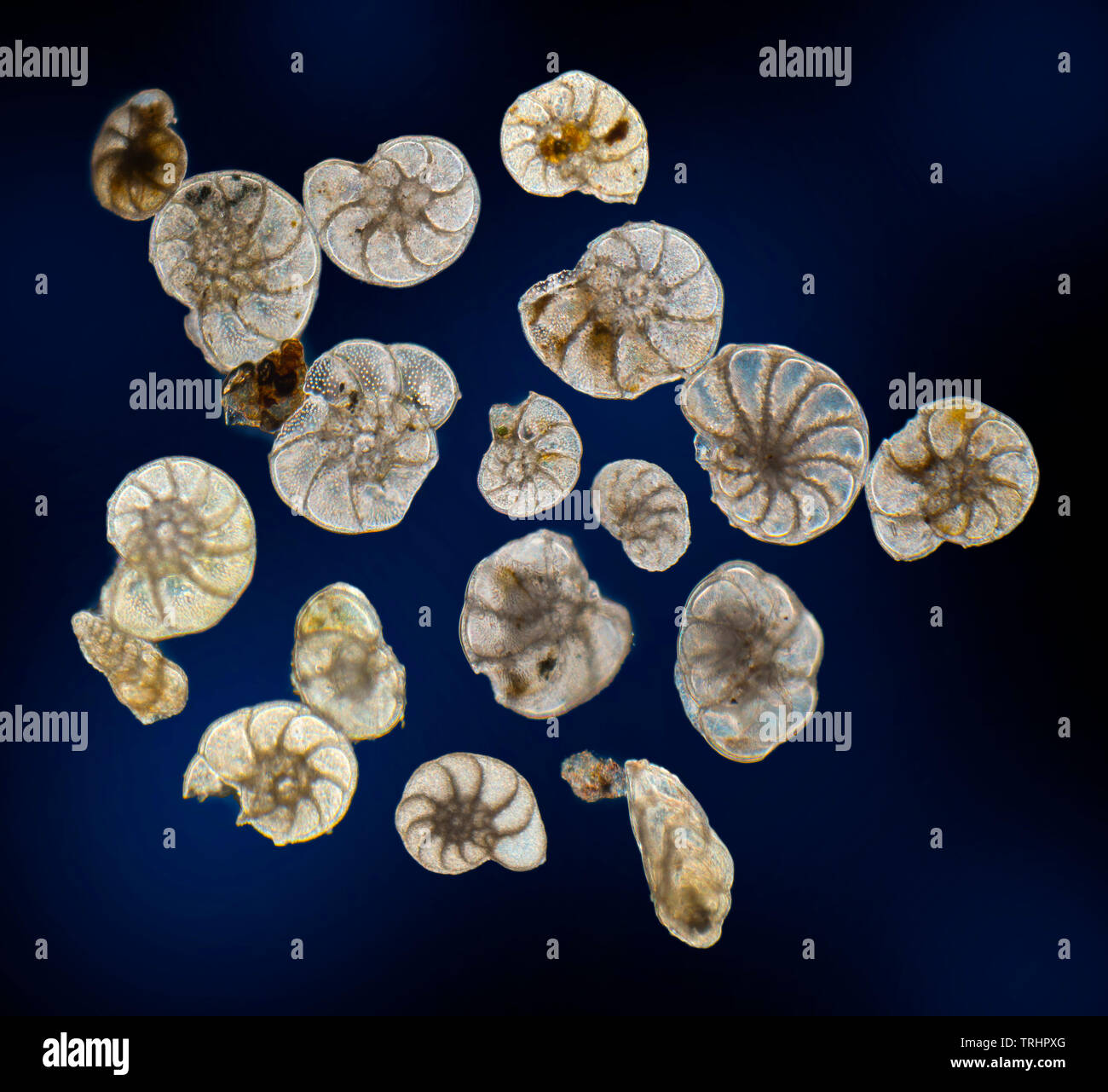 Elphidium crispum immagini e fotografie stock ad alta risoluzione - Alamy